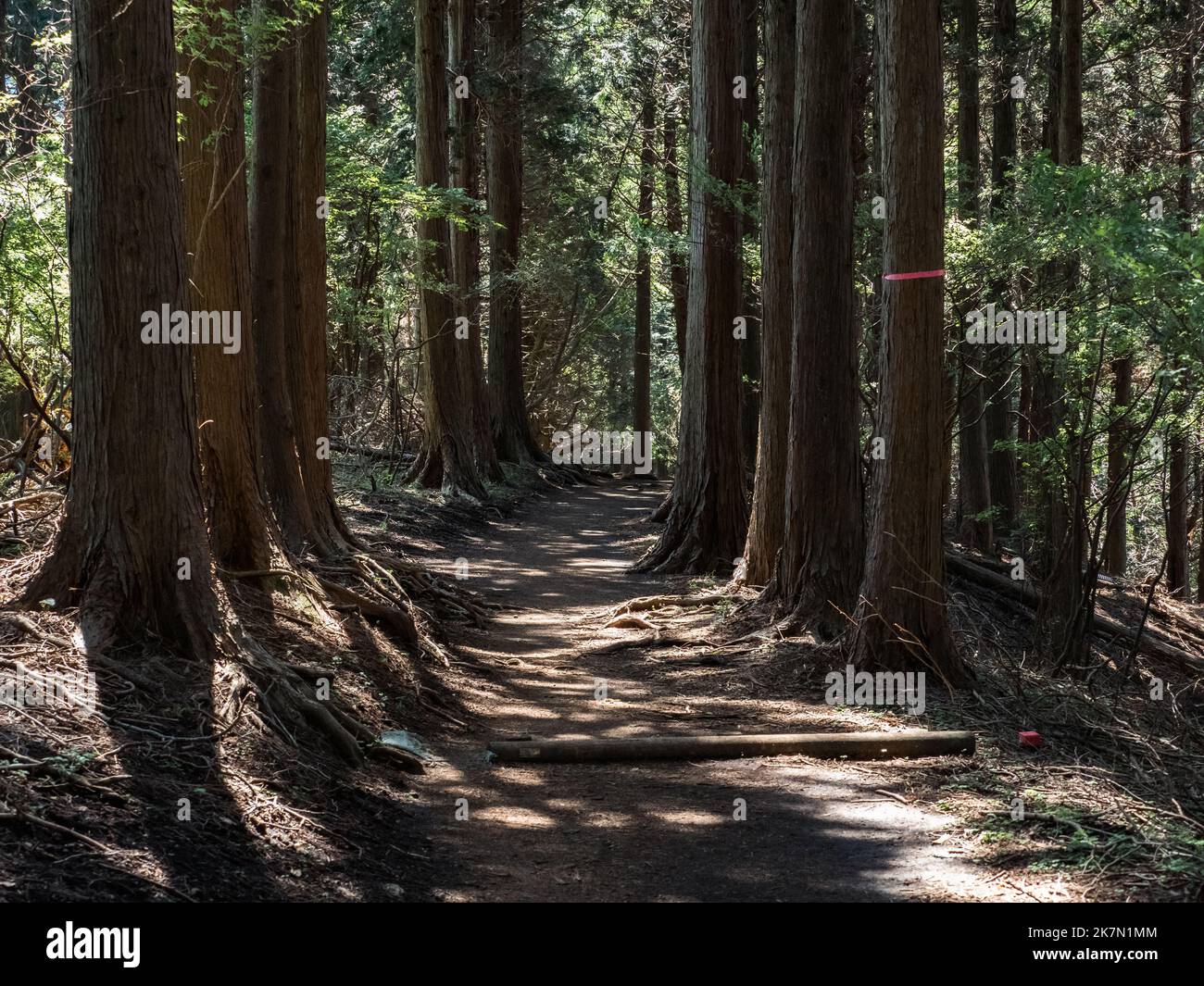 A mountainside hiking trail through a cedar forest near Oyama Afuri ...