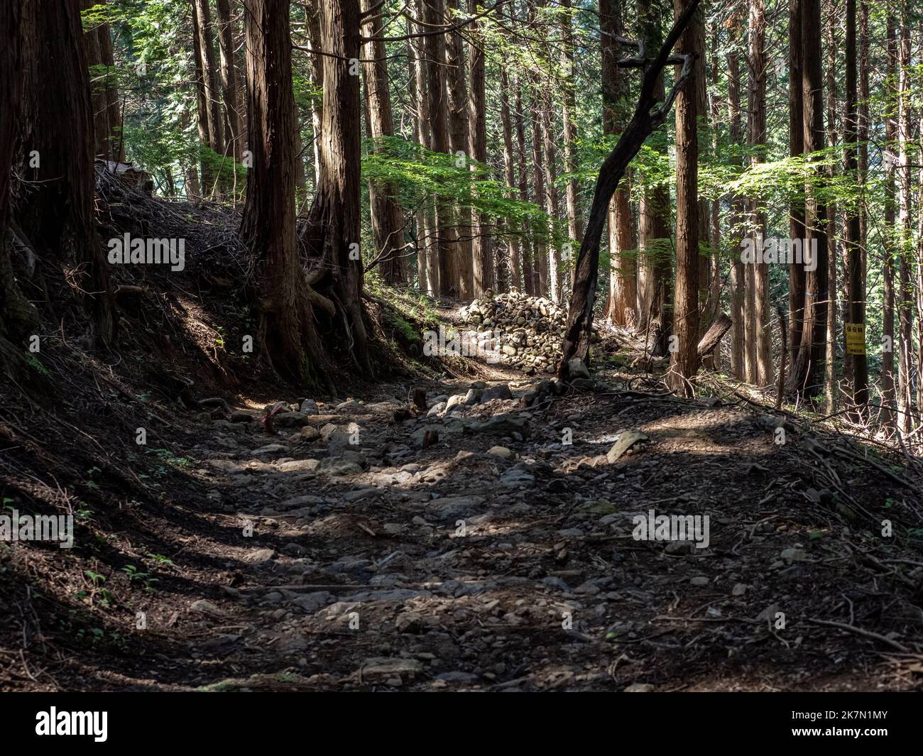 A mountainside hiking trail through a cedar forest near Oyama Afuri ...
