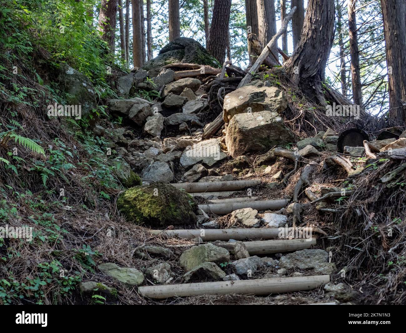 A mountainside hiking trail through a cedar forest near Oyama Afuri ...