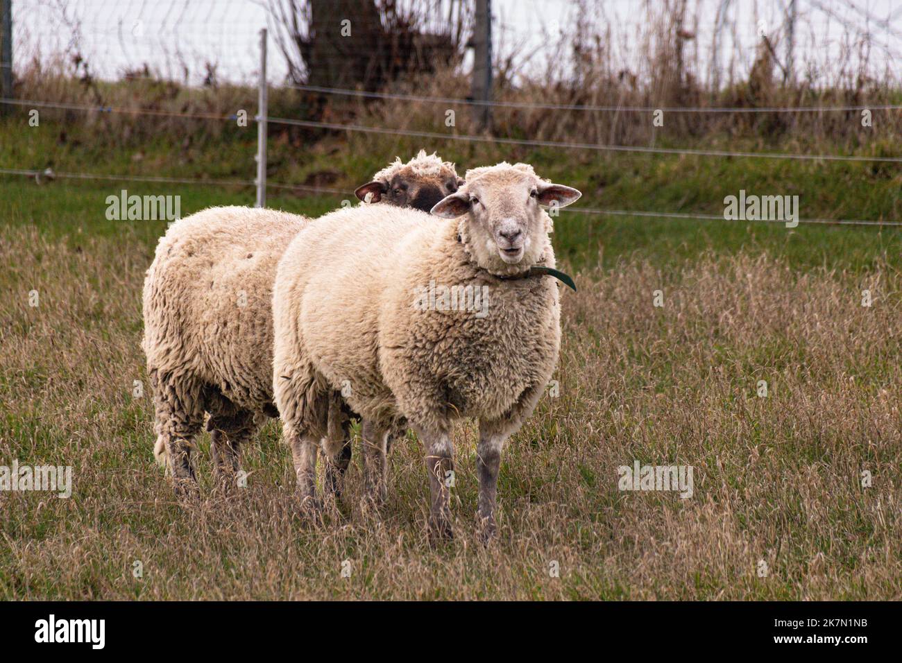 Charollais sheep hi-res stock photography and images - Alamy