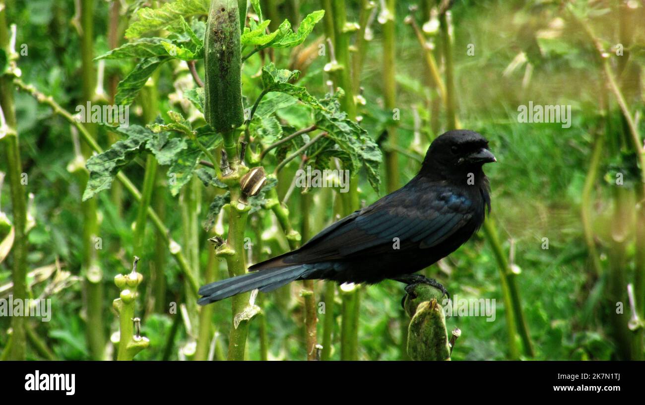 The close-up view of a black drongo bird perching in the greenery Stock ...