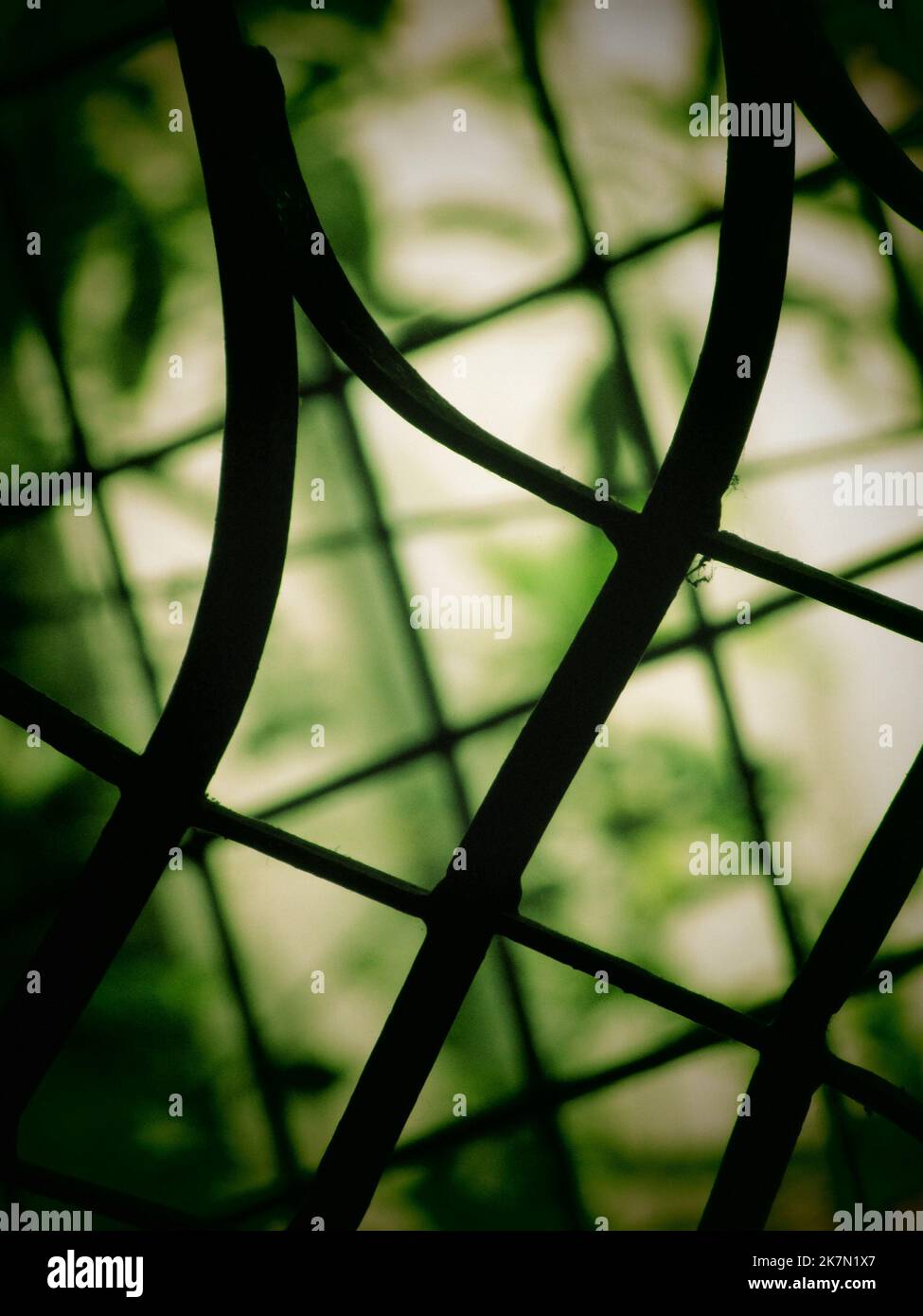 The vertical view of lines creating a pattern in the shades of green ...