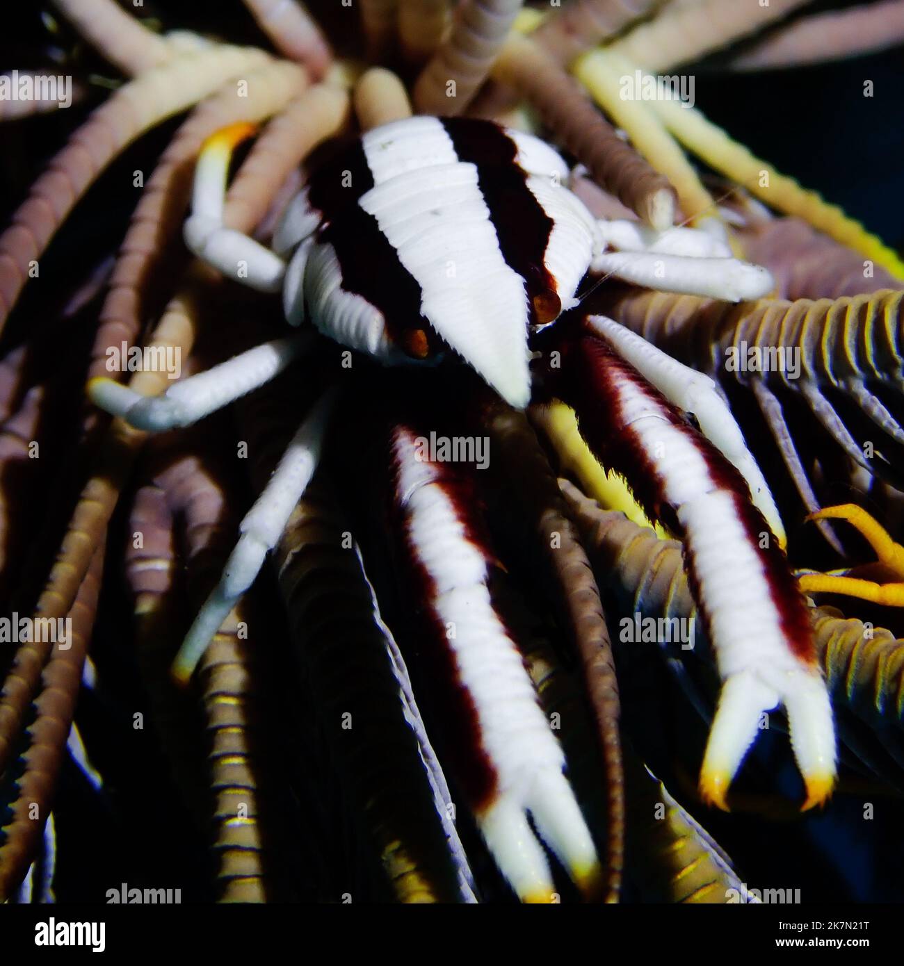 A closeup shot of a true crabs animal Stock Photo - Alamy