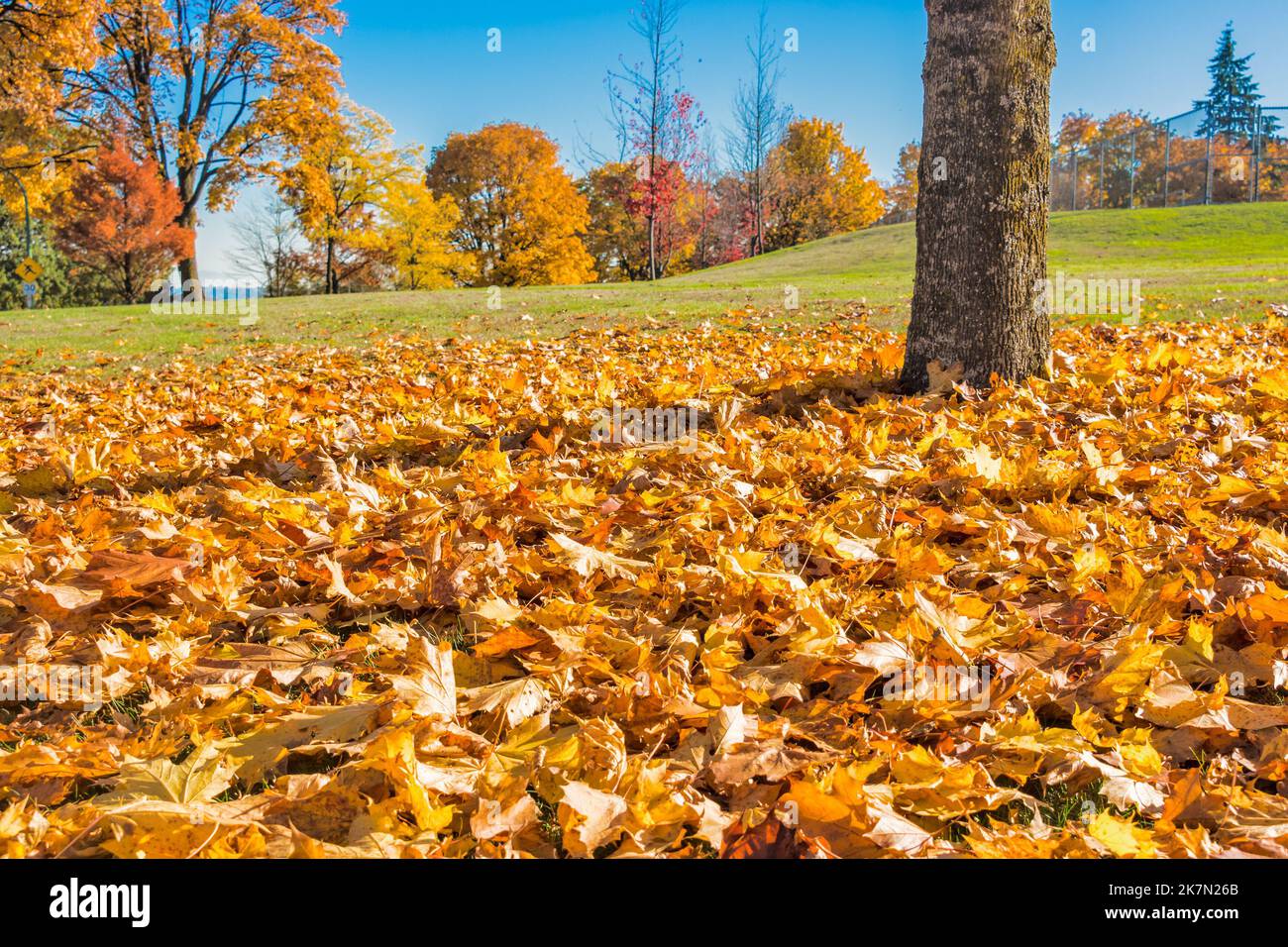 Yellow maples leaves in the park on the land Stock Photo - Alamy