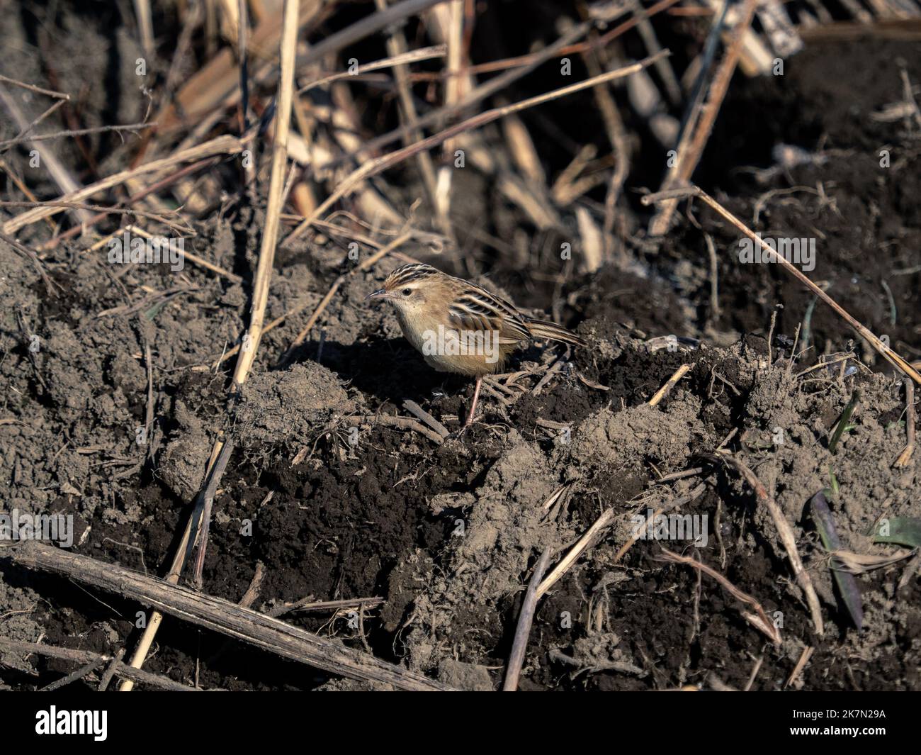 A streaked fantail warbler bird on the ground alongside a pond in ...