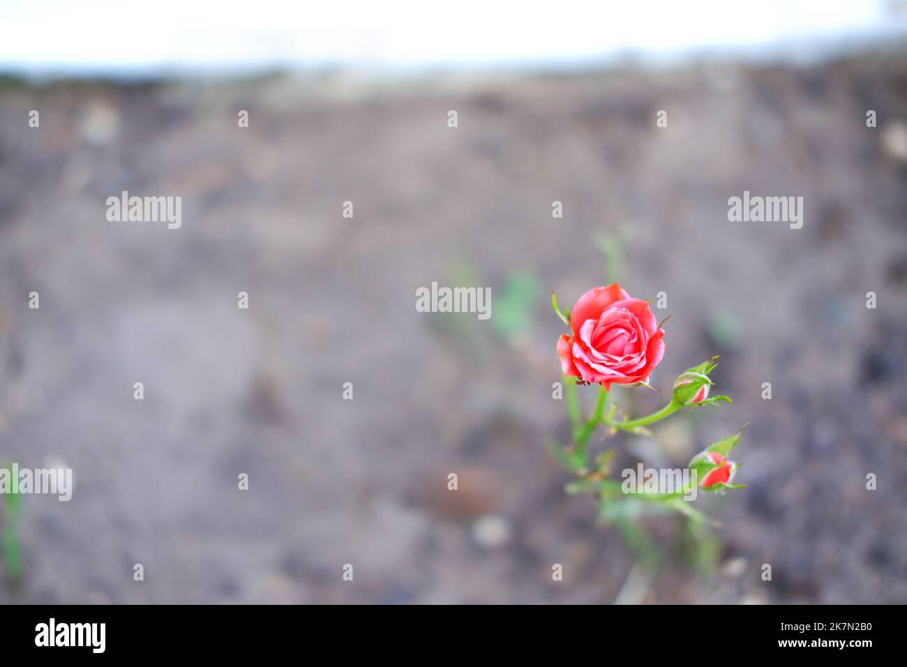 Little red rose and roses in bud on the ground Stock Photo - Alamy