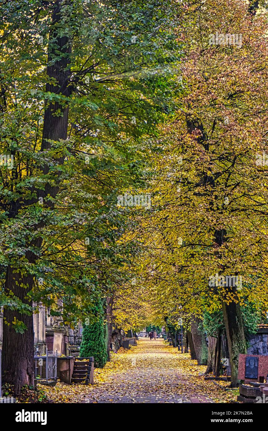 beautiful tree lined path through the cemetery, autumn, ukraine, lviv ...