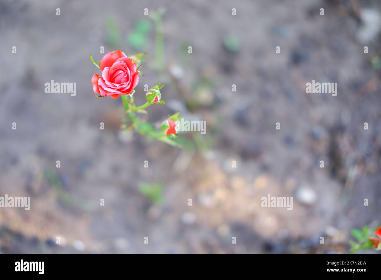 Little red rose and roses in bud on the ground Stock Photo - Alamy