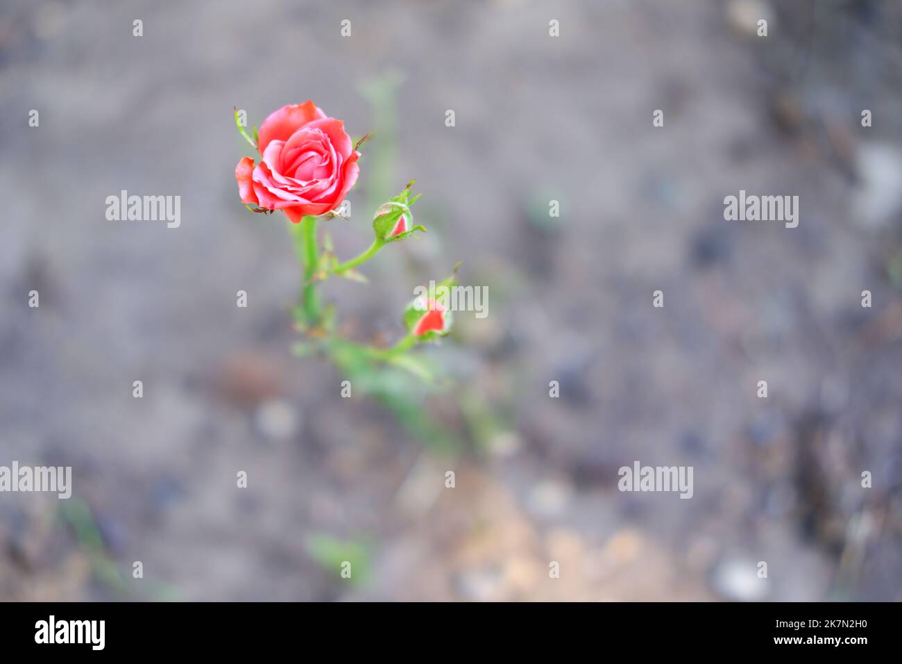 Little red rose and roses in bud on the ground Stock Photo - Alamy