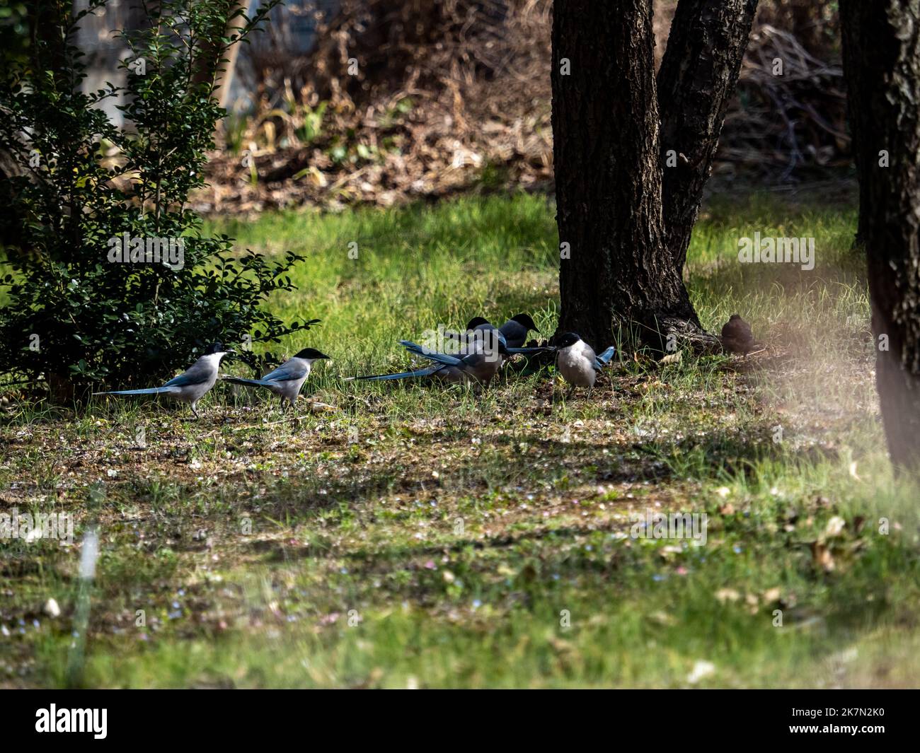 A flock of Azure-winged Magpies on a field in a Japanese plum orchard ...