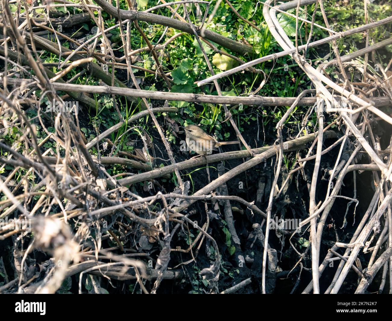 A streaked fantail warbler bird perching on dried grasses alongside a ...