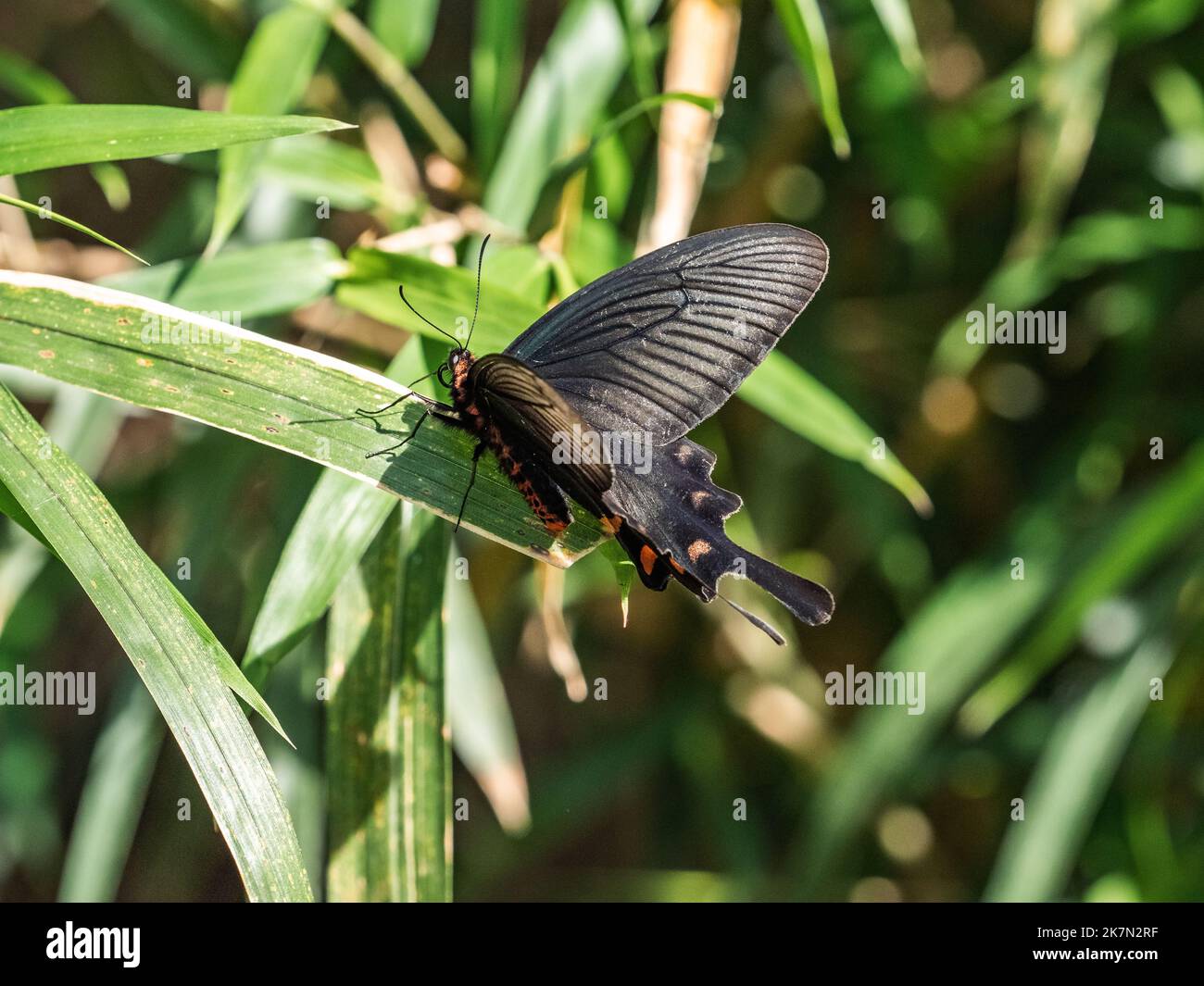 A Chinese windmill butterfly, Byasa alcinous, resting on leaves in ...