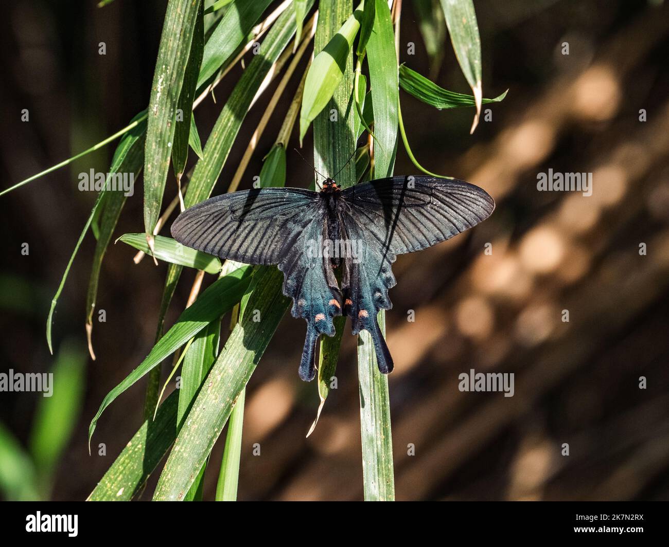 A Chinese windmill butterfly, Byasa alcinous, resting on leaves in Fujisawa, Japan Stock Photo ...