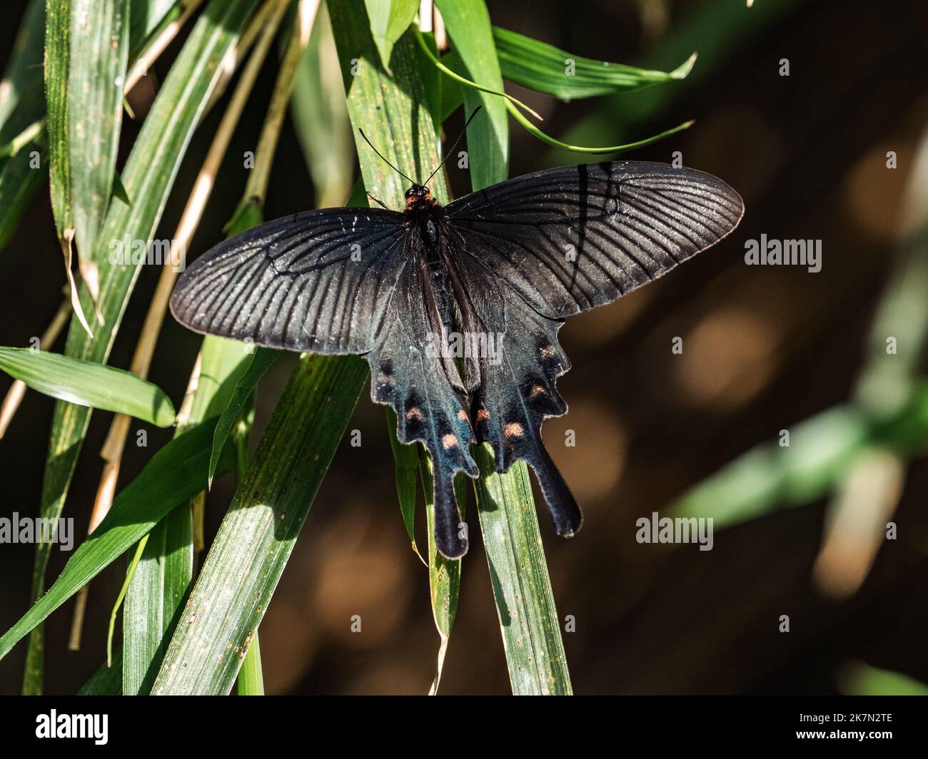 Chinese windmill butterfly hi-res stock photography and images - Alamy