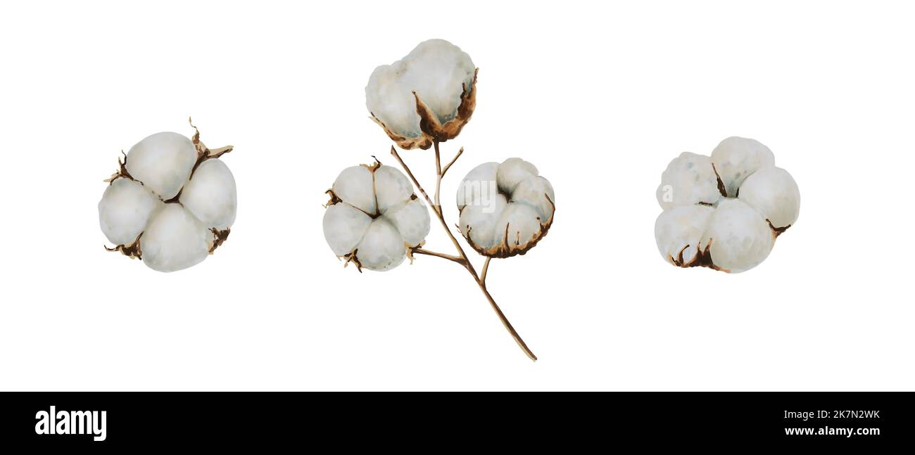 Composition with cotton Stock Photo - Alamy