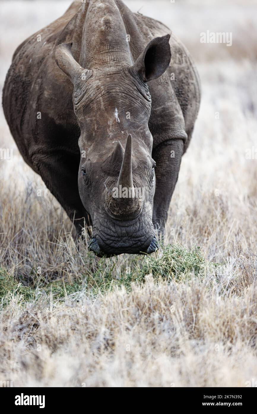Western black rhinoceros extinct hi-res stock photography and images ...