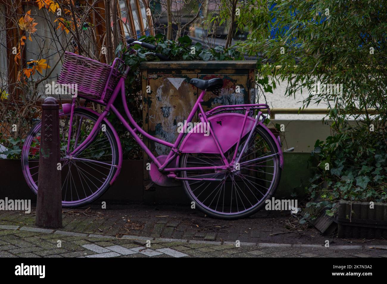A vibrant purple cycle parked on a street Stock Photo - Alamy