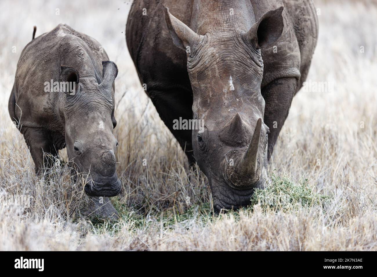 Western black rhinoceros extinct hi-res stock photography and images ...