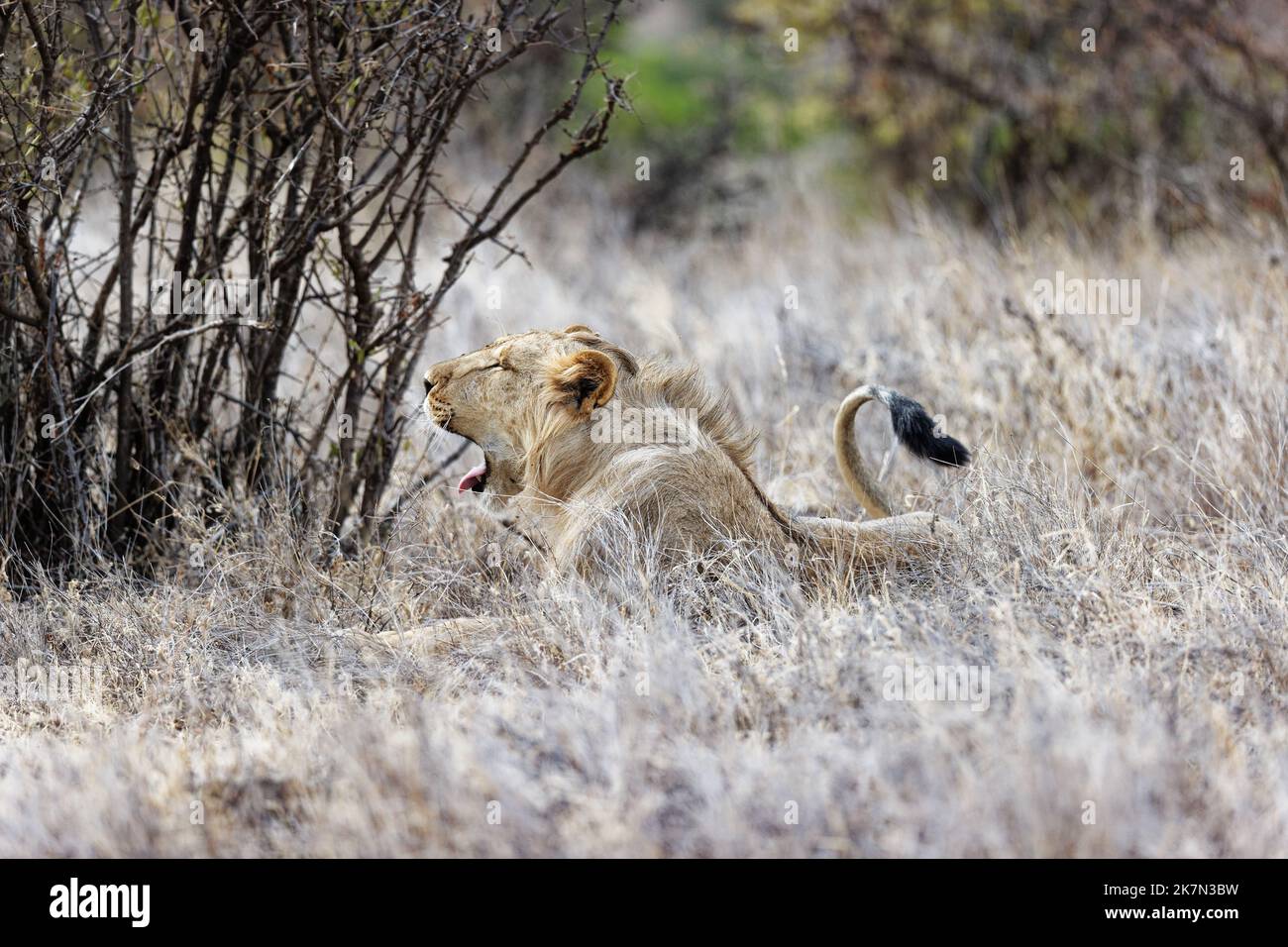 A young male lion in the savanna next to tree branches roaring and ...