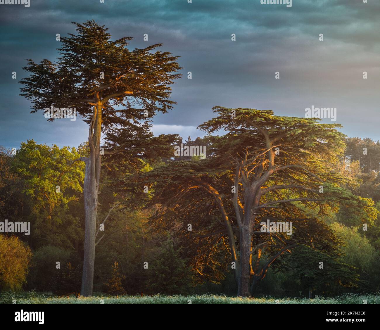 The cedars of Lebanon trees in dramatic golden light Stock Photo - Alamy