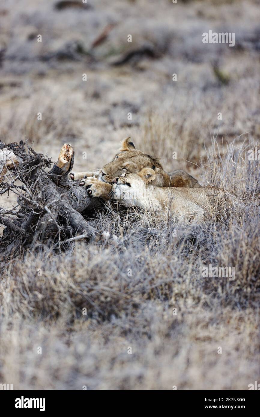 A vertical shot of a young lioness leaning head on her brother on a ...
