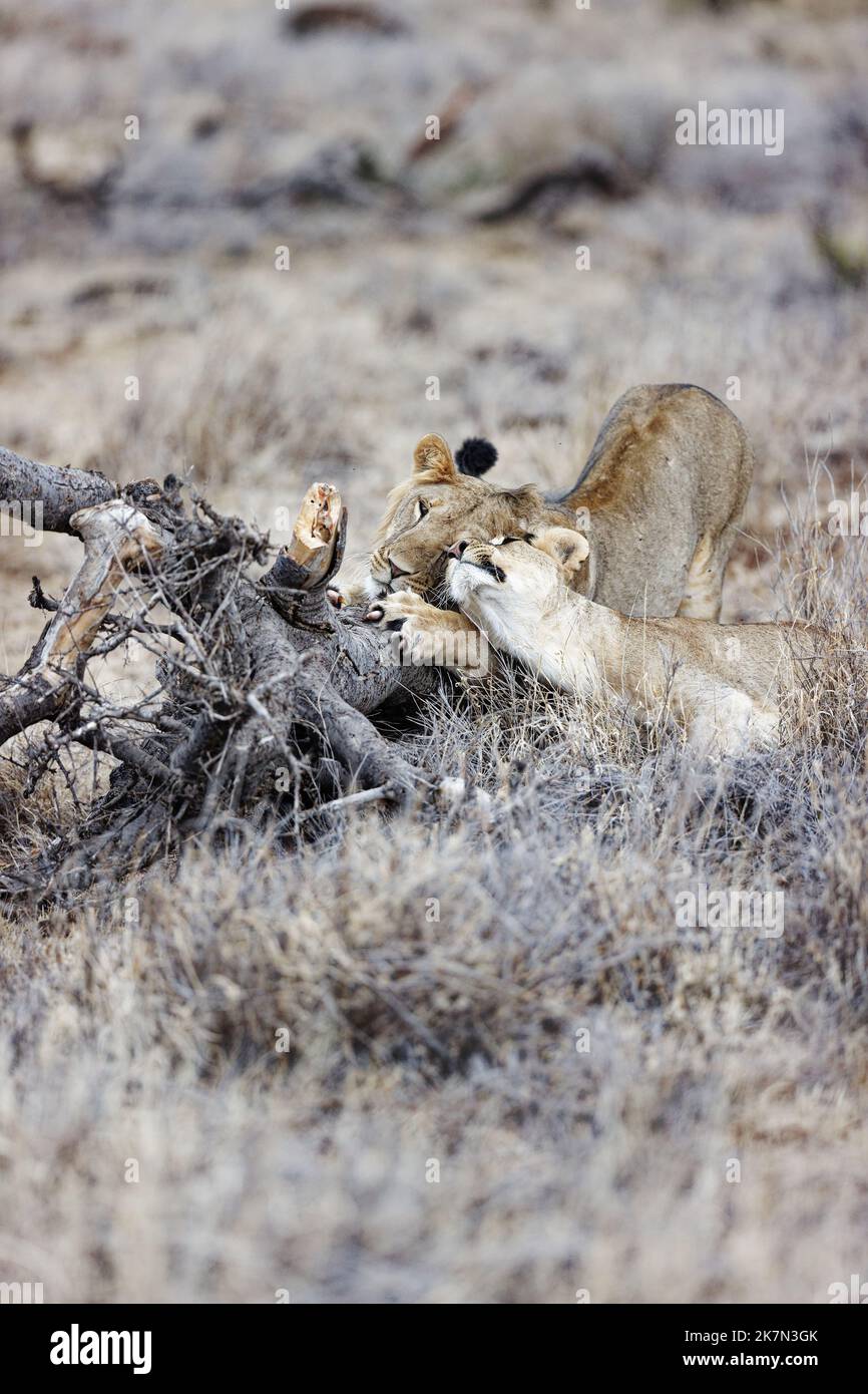 A vertical shot of a young lioness bonding with her brother on a tree ...