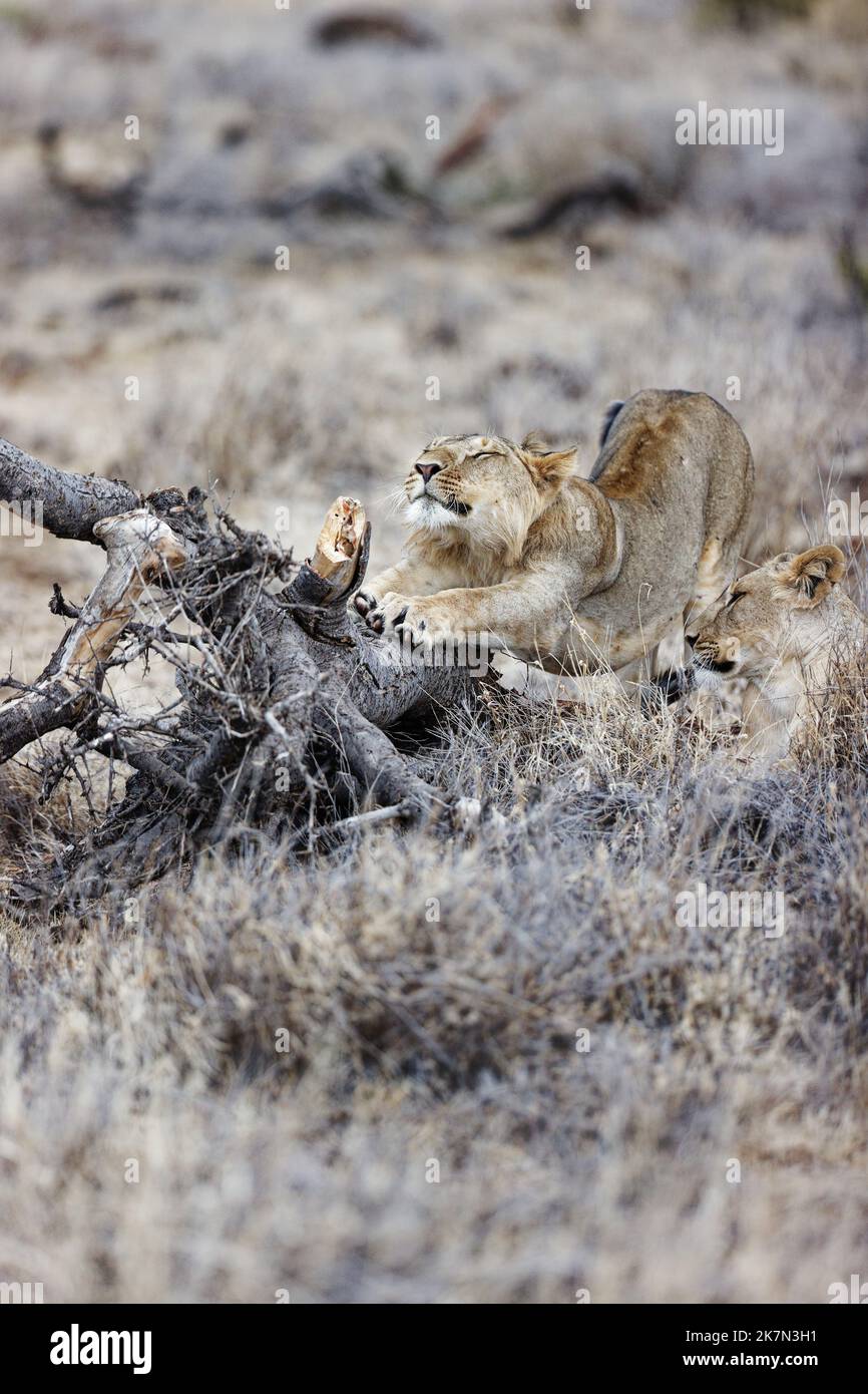 Lion sharpening claws tree hi-res stock photography and images - Alamy