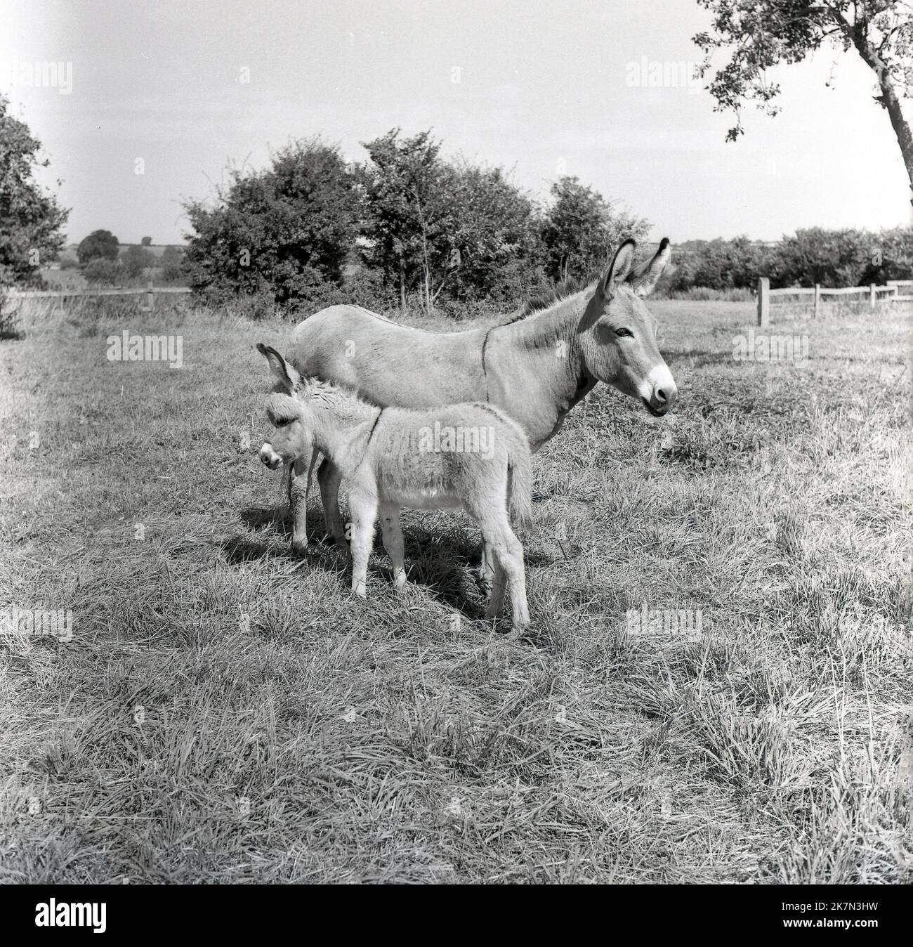 1960s, historical, two donkeys in field, mother and foal, Bucks ...