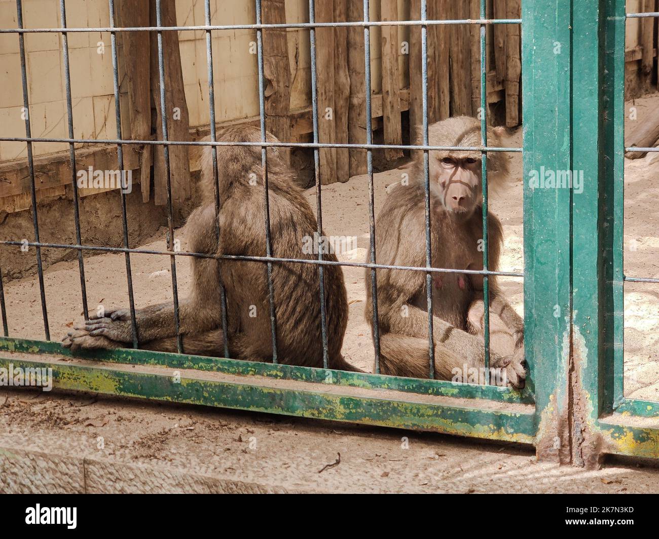 Two sad monkeys sitting on the concrete ground behind cage fence at the ...