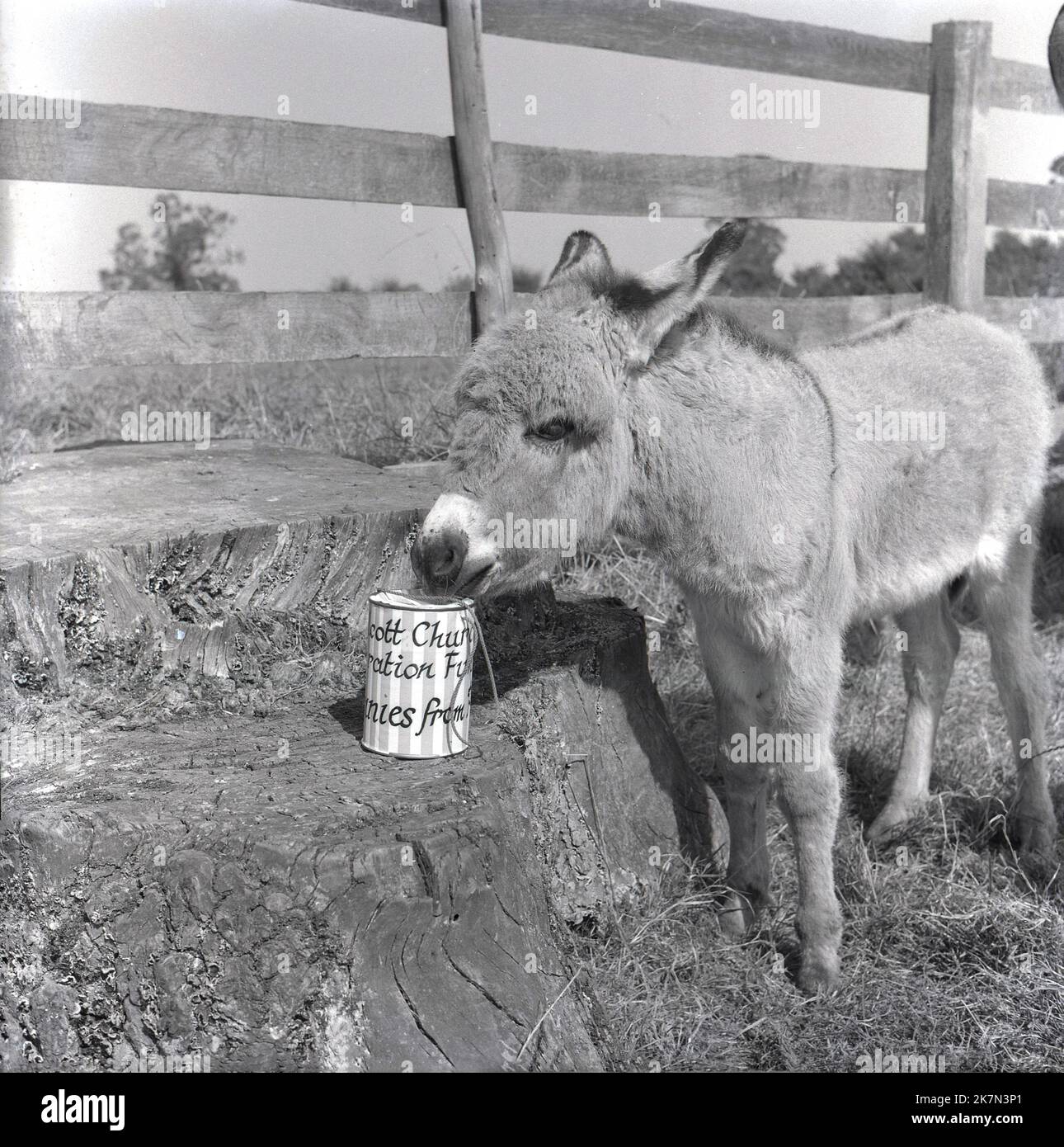 1964, historical, a young donkey with furry coat in a field by a fence ...