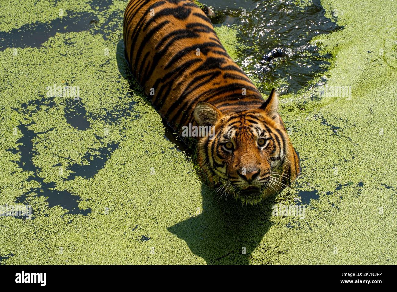 A Bengal tiger swimming in the swamp to cool off Stock Photo - Alamy