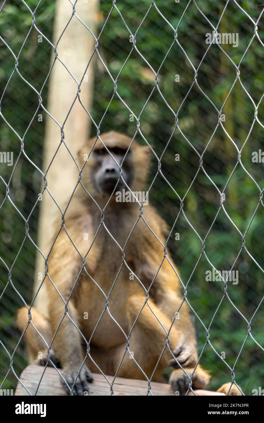 A monkey sitting inside the screen in the zoo Stock Photo - Alamy