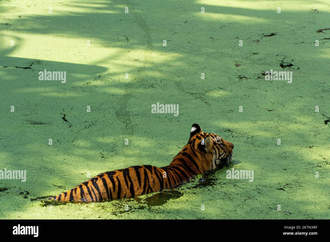 A Bengal tiger swimming in the swamp to cool off Stock Photo - Alamy