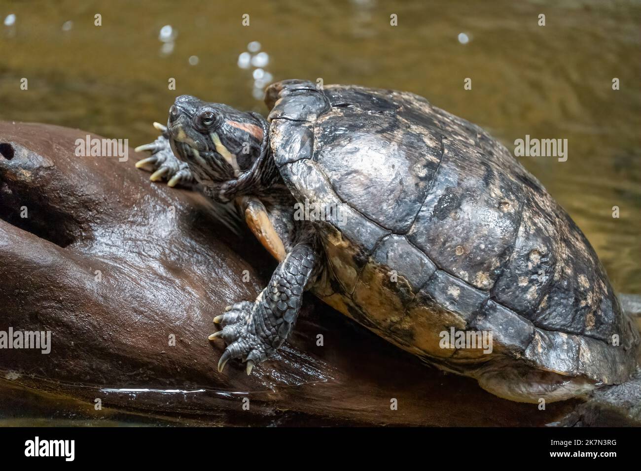 A Red Northern American red-bellied turtle on the tree trunk in the ...
