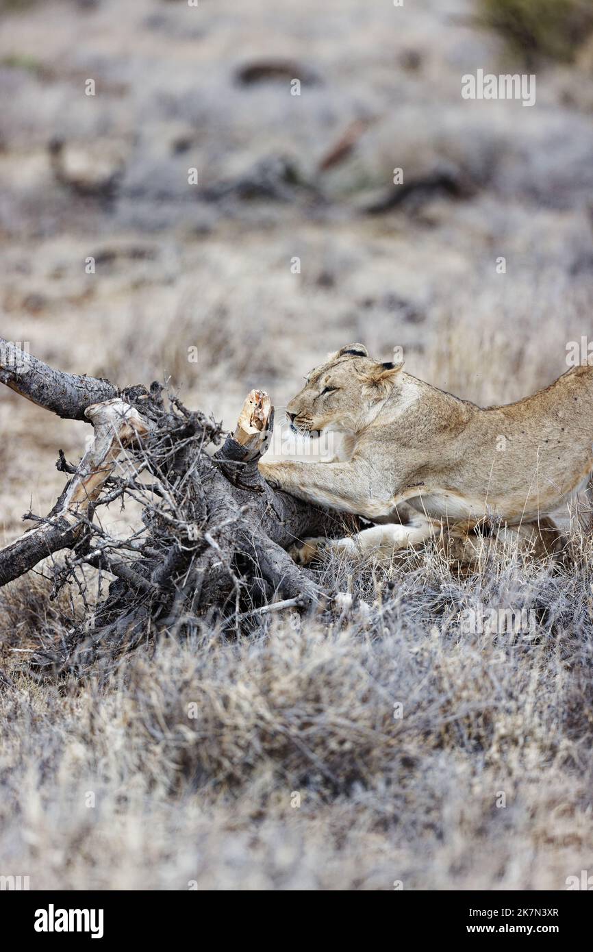 A vertical selective focus of a young lioness sharpening her claws on a ...