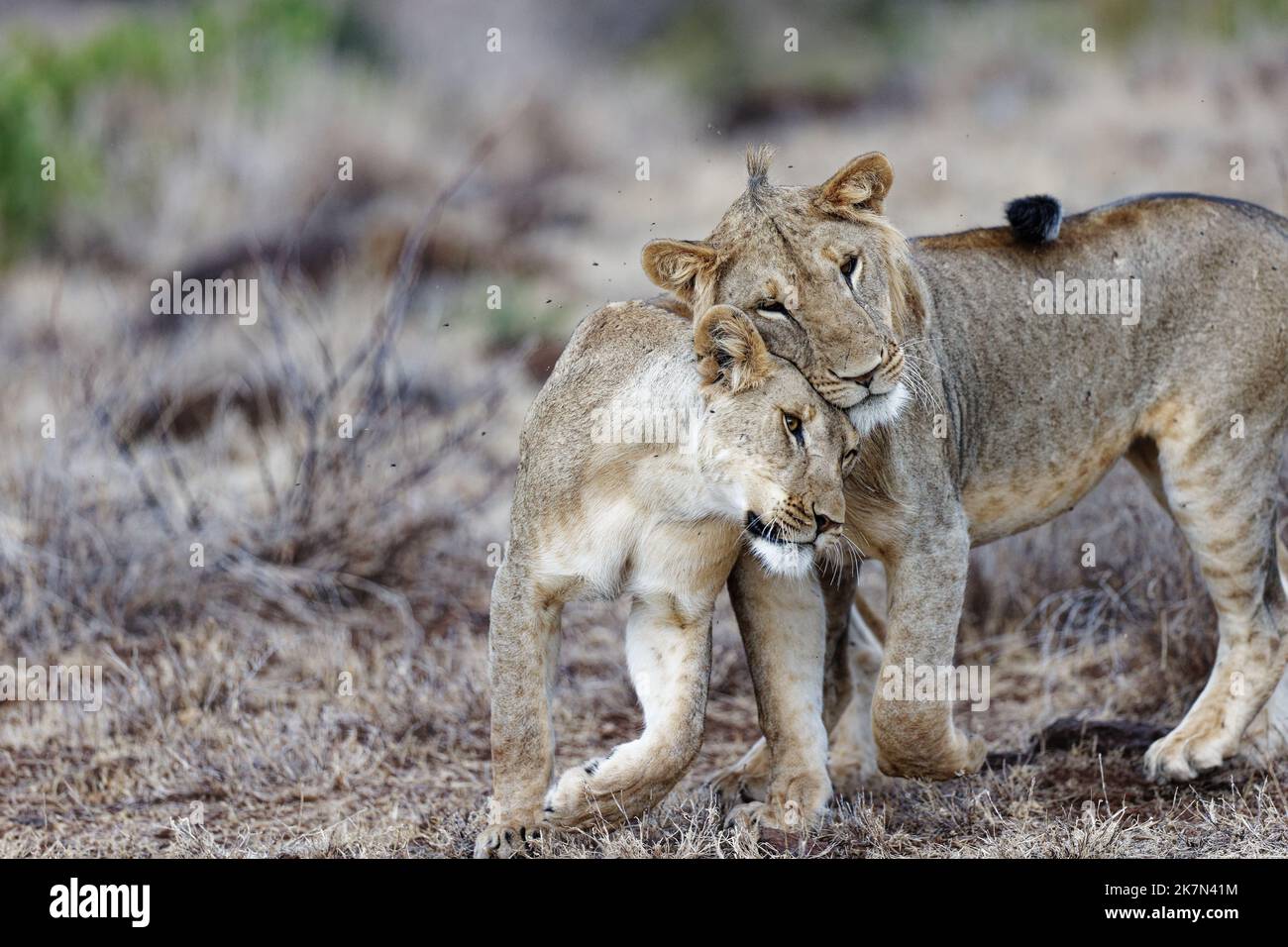 A selective focus of young lions bonding on the yellow grass with ...