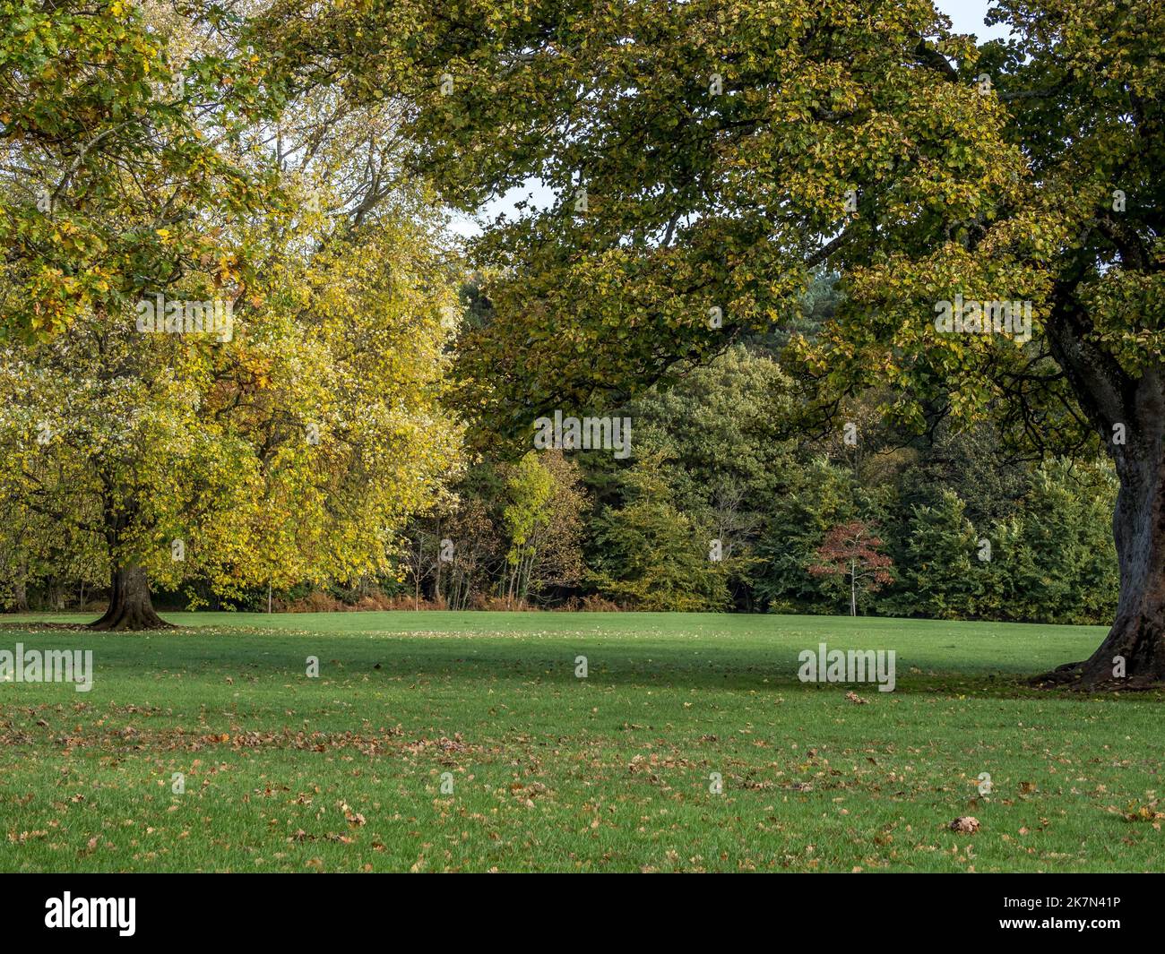 A public park view in the early autumn with green meadow and yellowing trees around Stock Photo ...