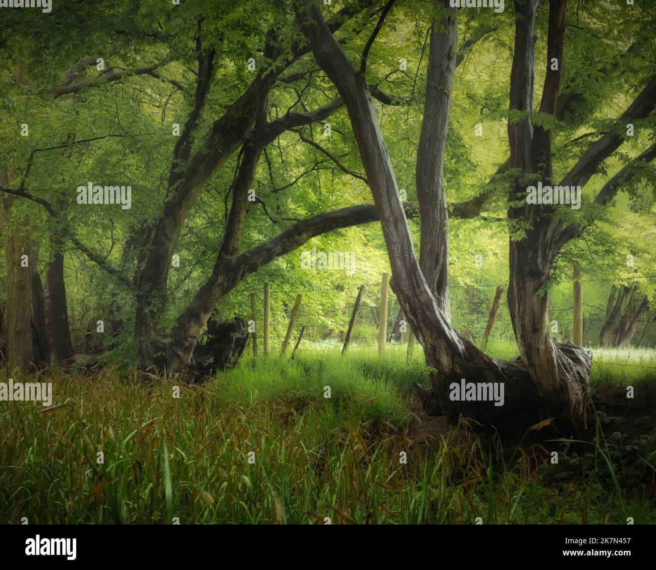 The Broxbourne Woods with extensive tree branches in Hertfordshire ...