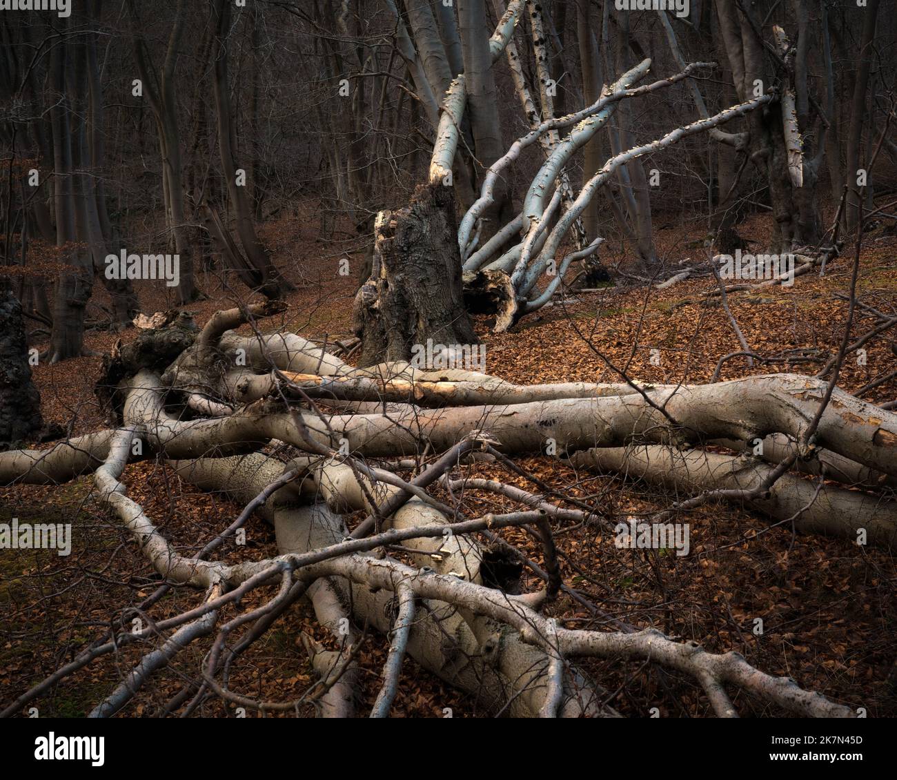 The fallen beech tree trunks and branches over autumn foliage captured ...