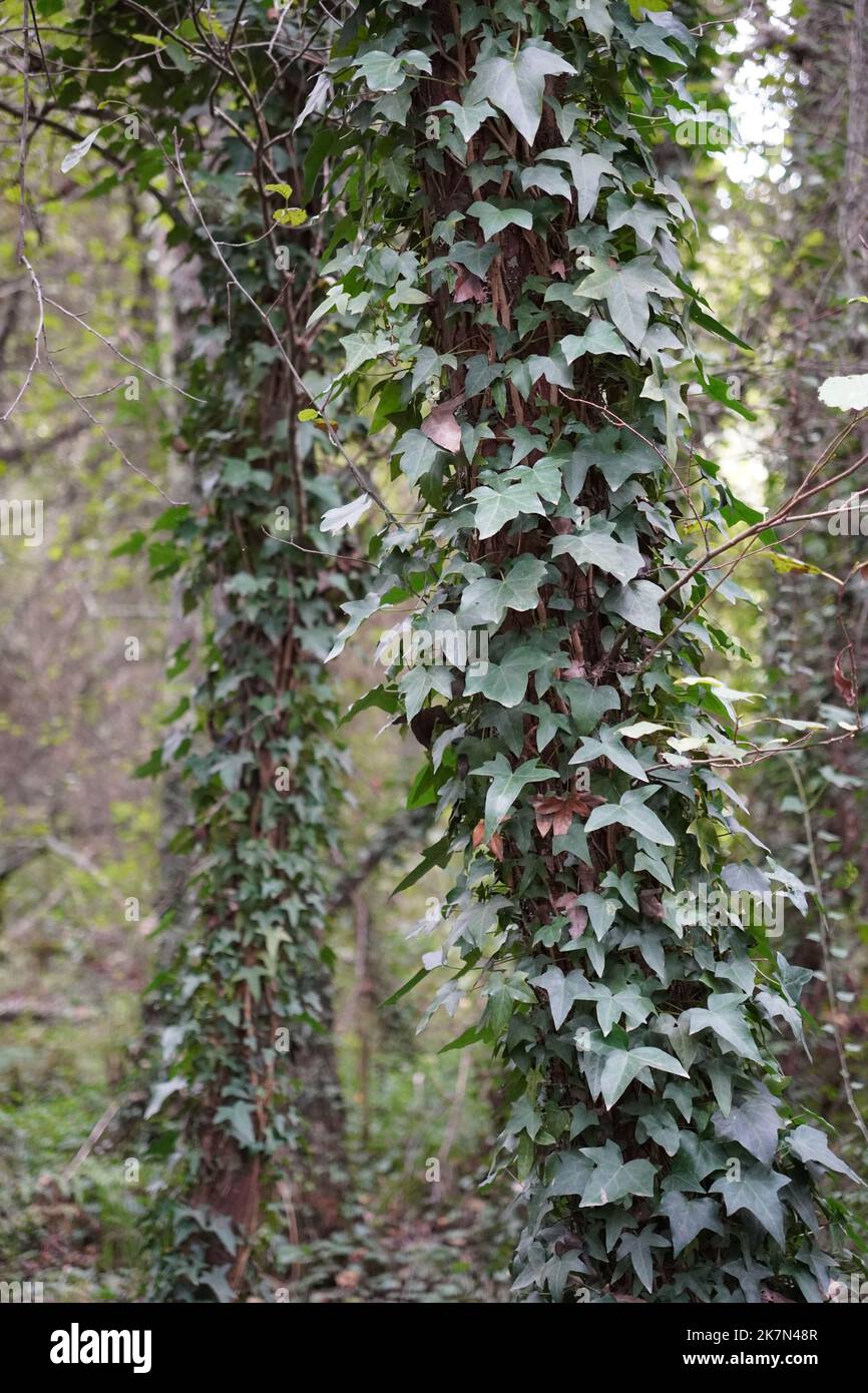 A vertical shot of a climbing ivy (Hedera) in a forest on the blurred ...