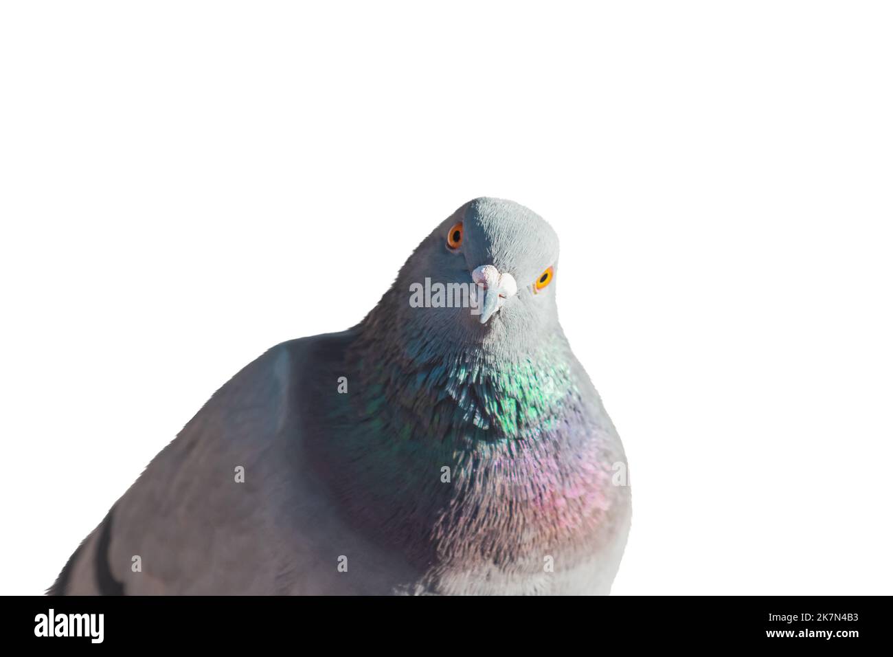 pigeon looks into the frame with interest isolated on white Stock Photo ...