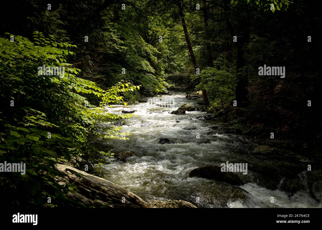 A landscape view of a river flowing on rocks in green forest on a sunny ...