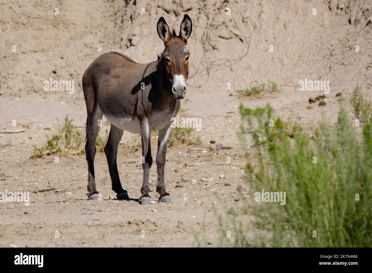 Donkey legs hi-res stock photography and images - Alamy
