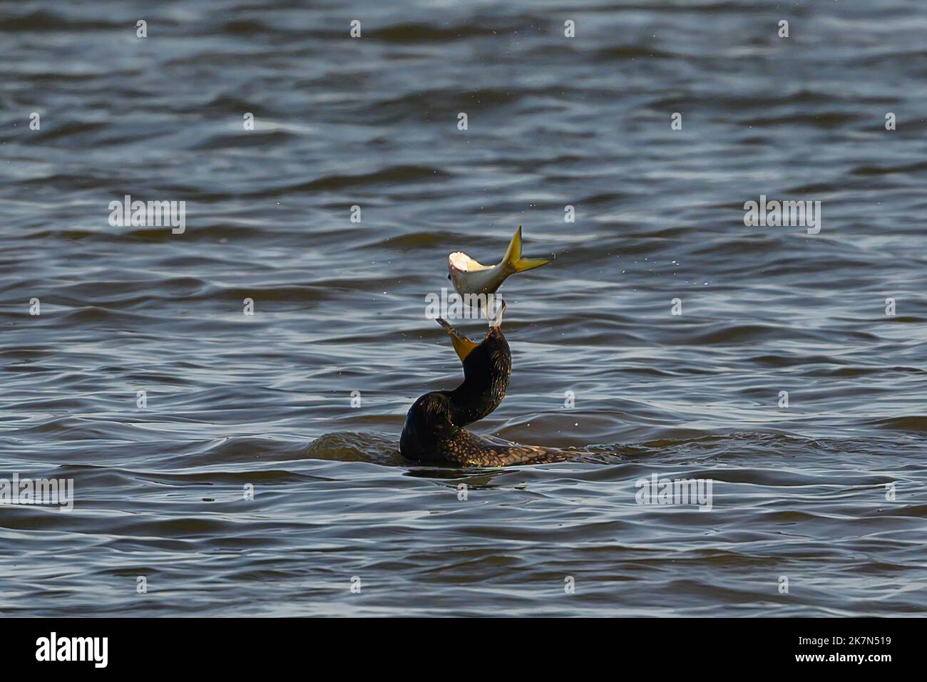 Cormorant flipping a fish hi-res stock photography and images - Alamy