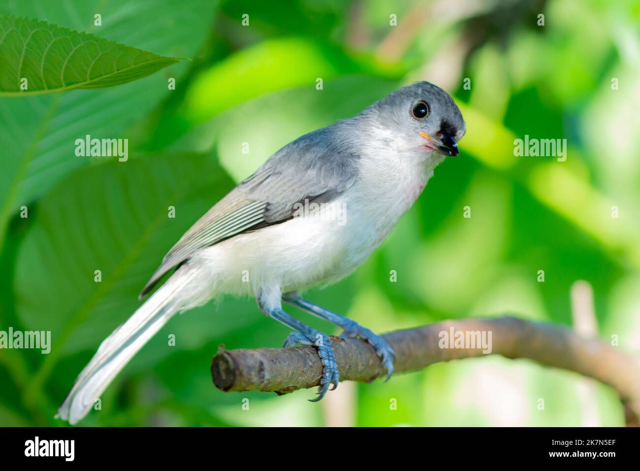A closeup shot of a blue bird perching on a branch Stock Photo - Alamy