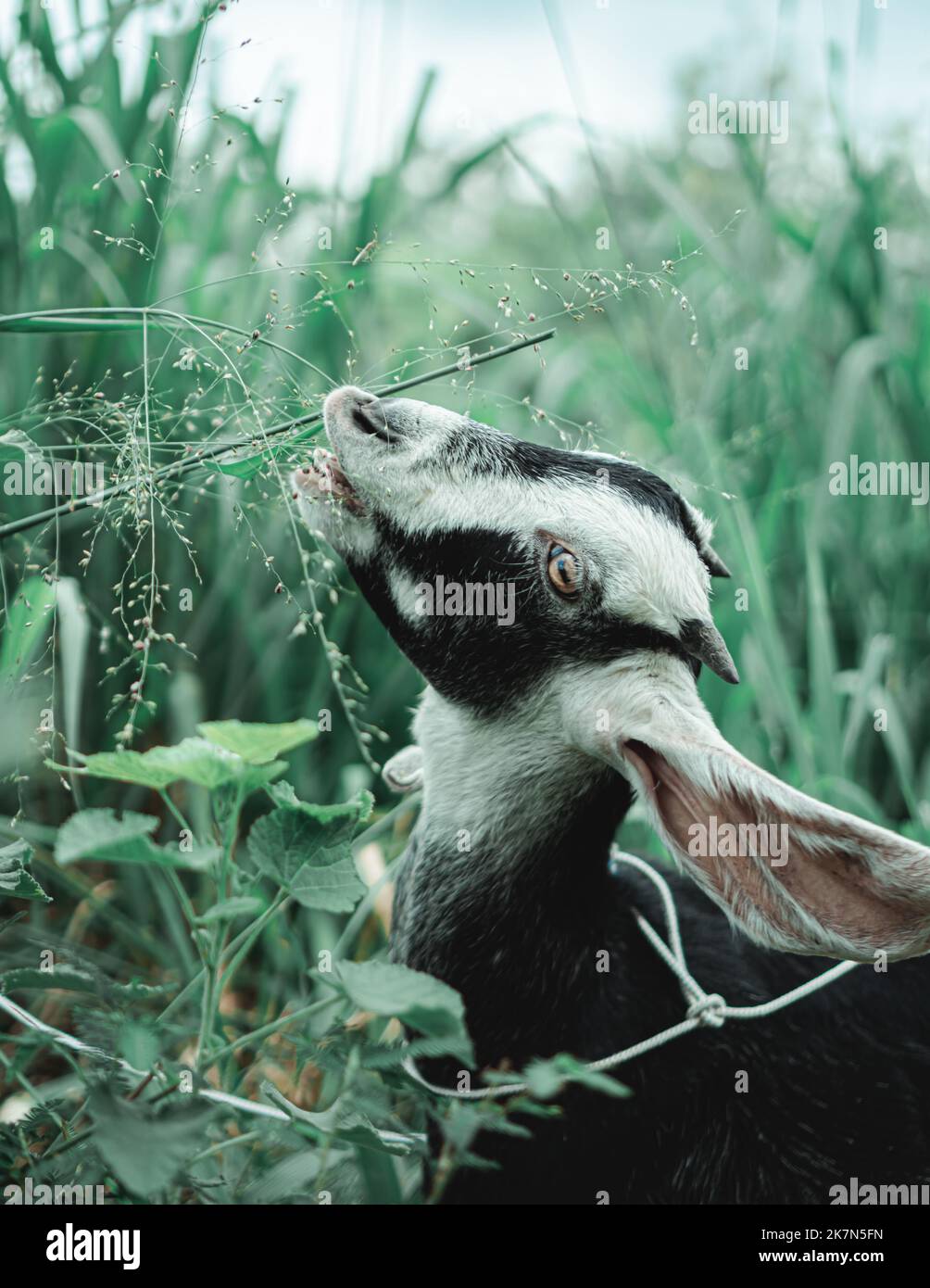 A vertical shot of a cute black and white goat eating plants in nature ...