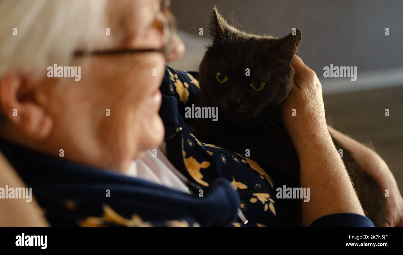 The old woman sits on sofa and stroke a cat. Old senior woman stroke ... The old woman sits on sofa and stroke a cat. Old senior woman stroke ...