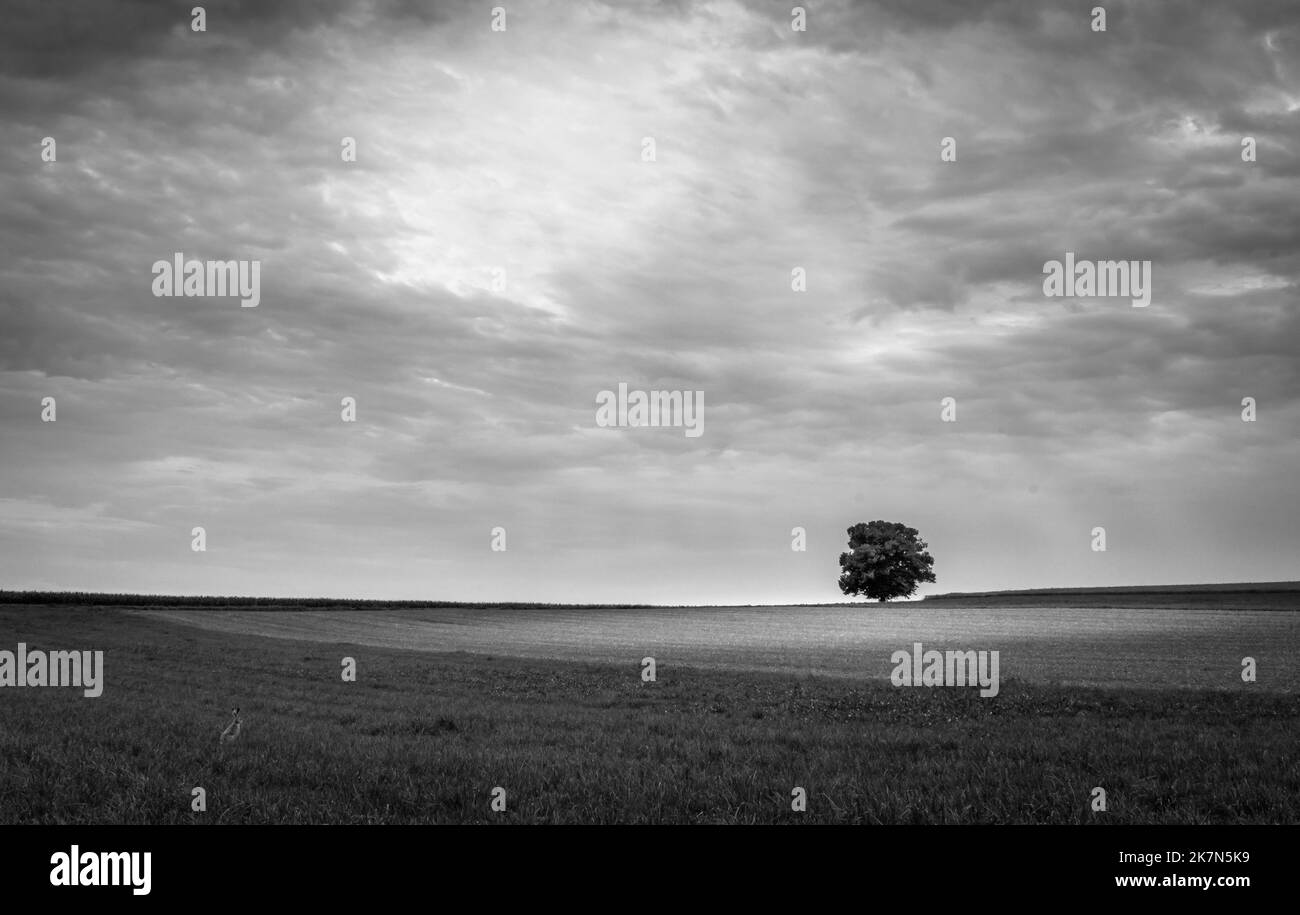 A grayscale shot of a lonely tree in a field under a cloudy sky Stock ...