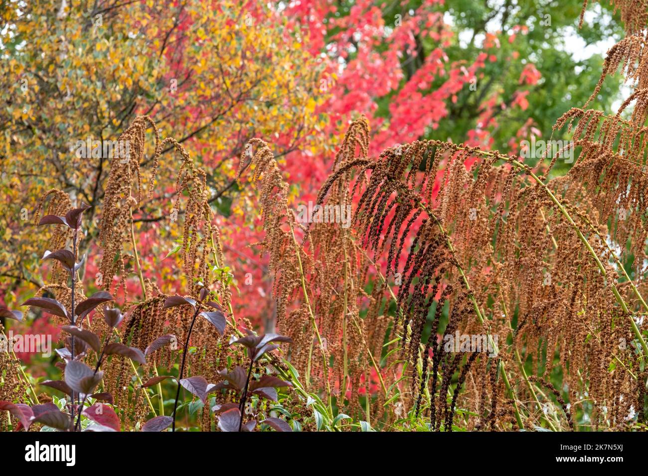 Ornamental grasses and layers of deep autumn colours and textures at ...