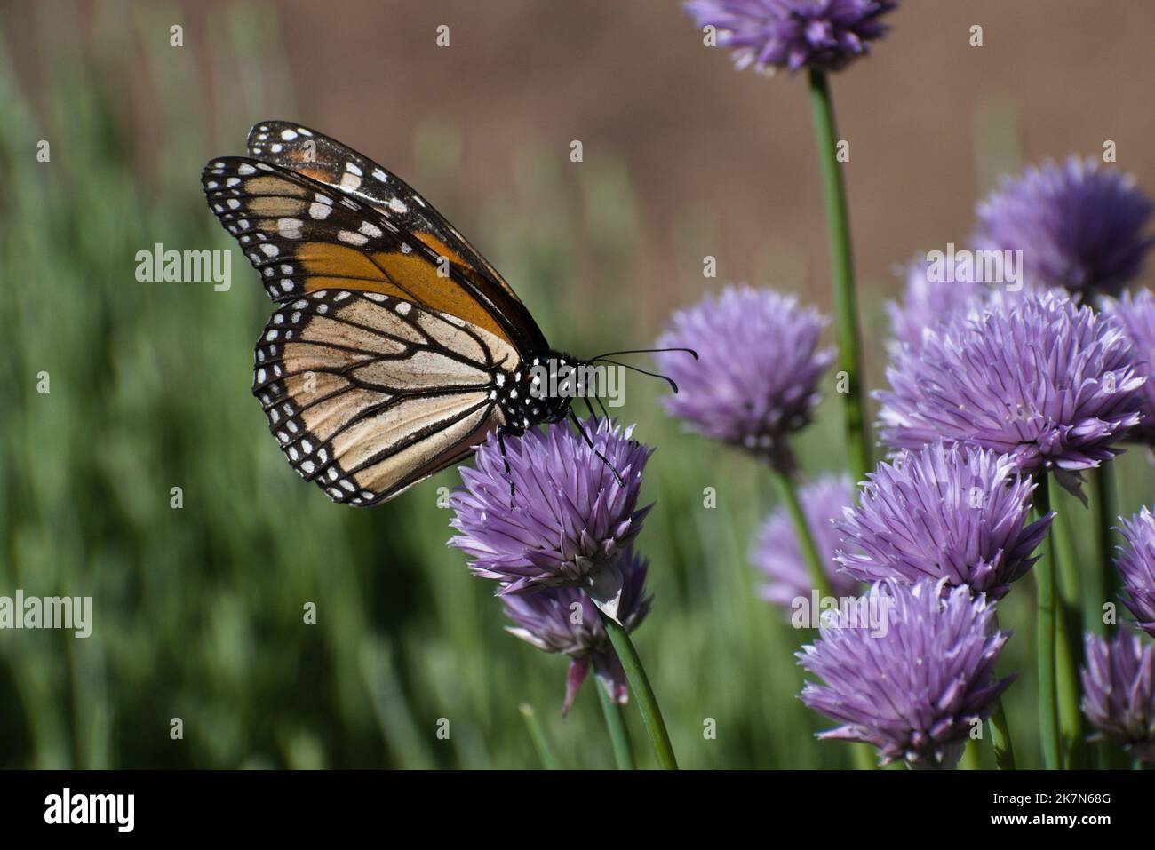 A side closeup of Monarch butterfly standing on the chives blurred in ...